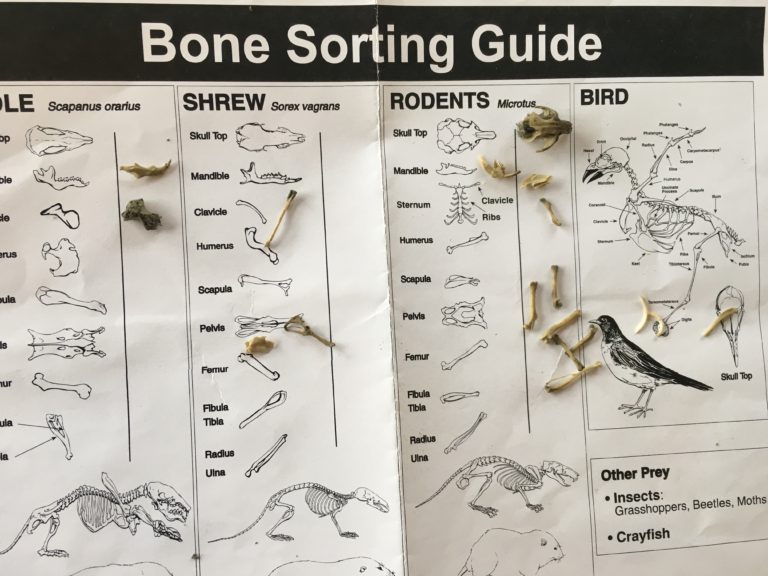 A Nature Study Focus for the Birds | Cragmama